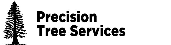 Precision Tree Lopping Northern Beaches. Expert tree care services.