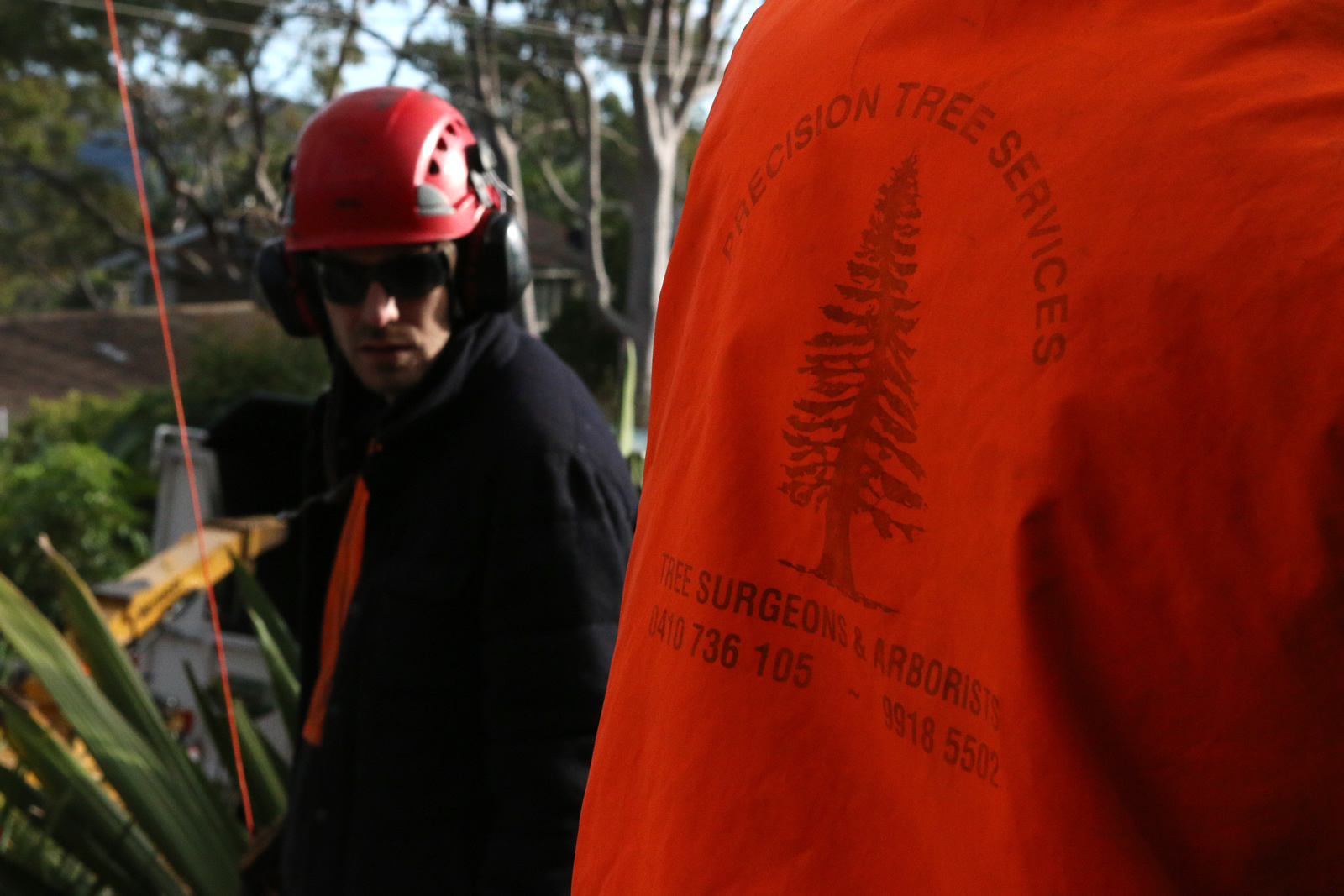 Branch Removal & Tree Pruning Northern Beaches. Precision Tree Services.
