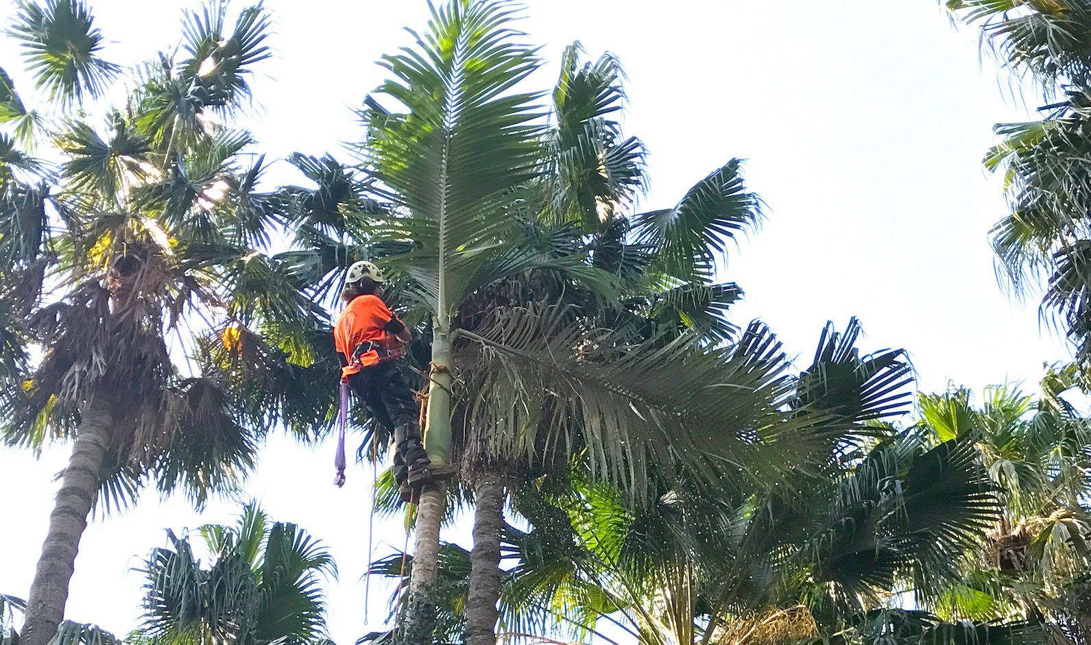 Northern Beaches Palm Tree Removal & Pruning Services. Approval help.