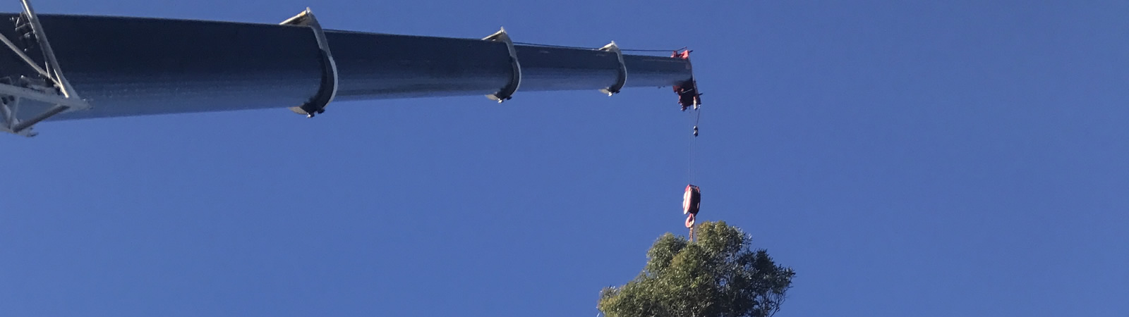 Precision Tree Removal Northern Beaches. Tree lopping & branch removal.