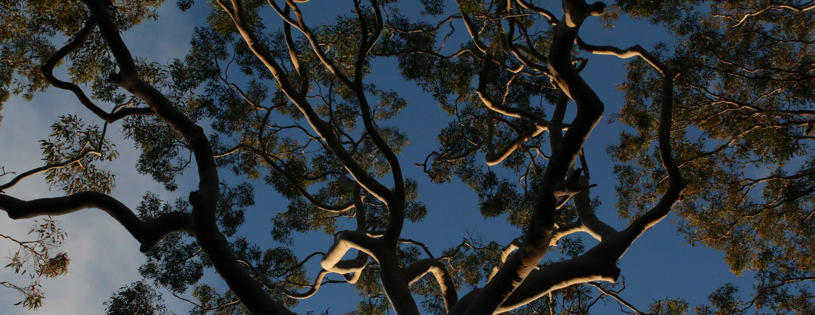 Tree loppers Manly. Northern Beaches tree removal & branch trimming.